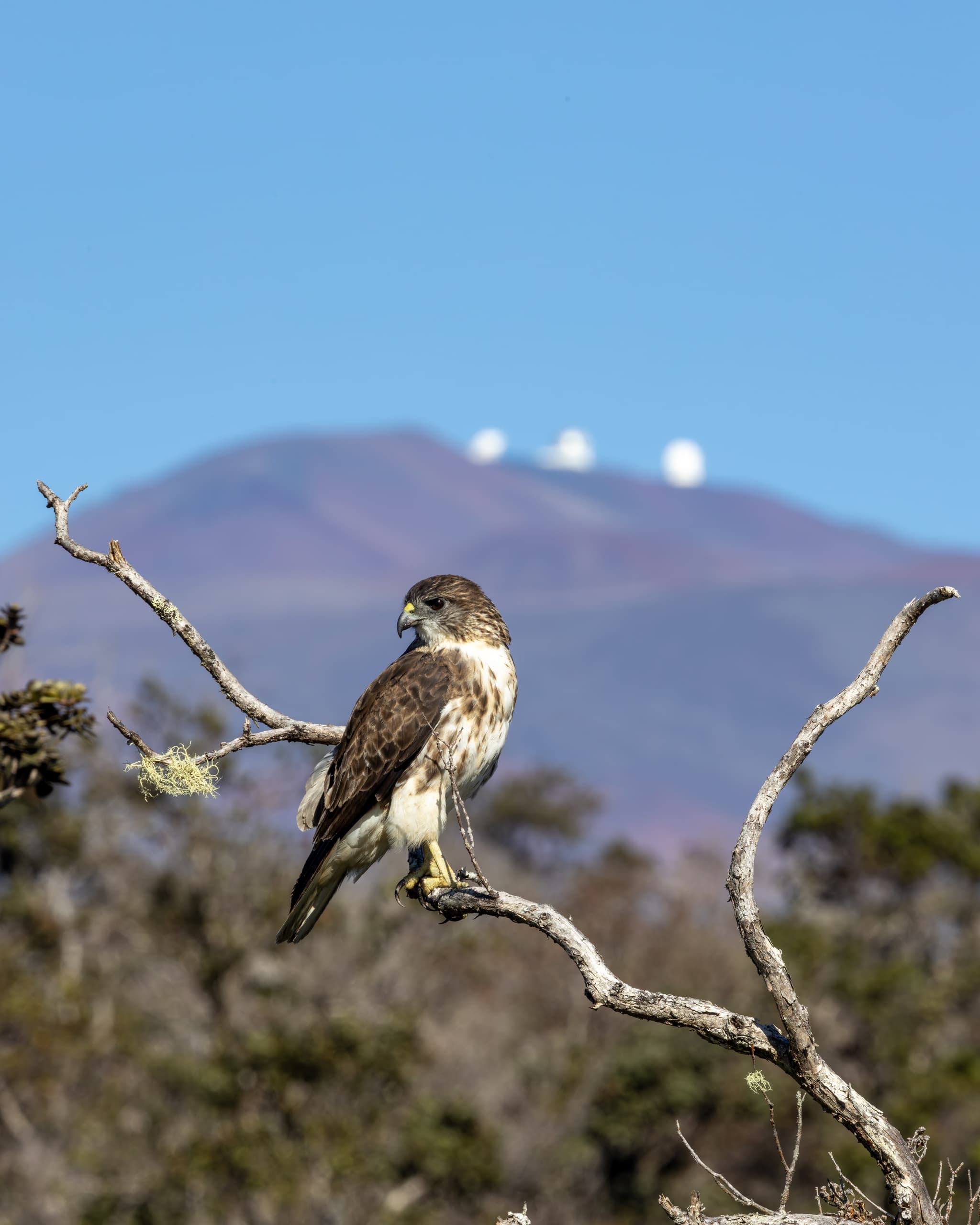 Species Info | Hawaiian Hawk (ʻIo) | He ʻIo Au