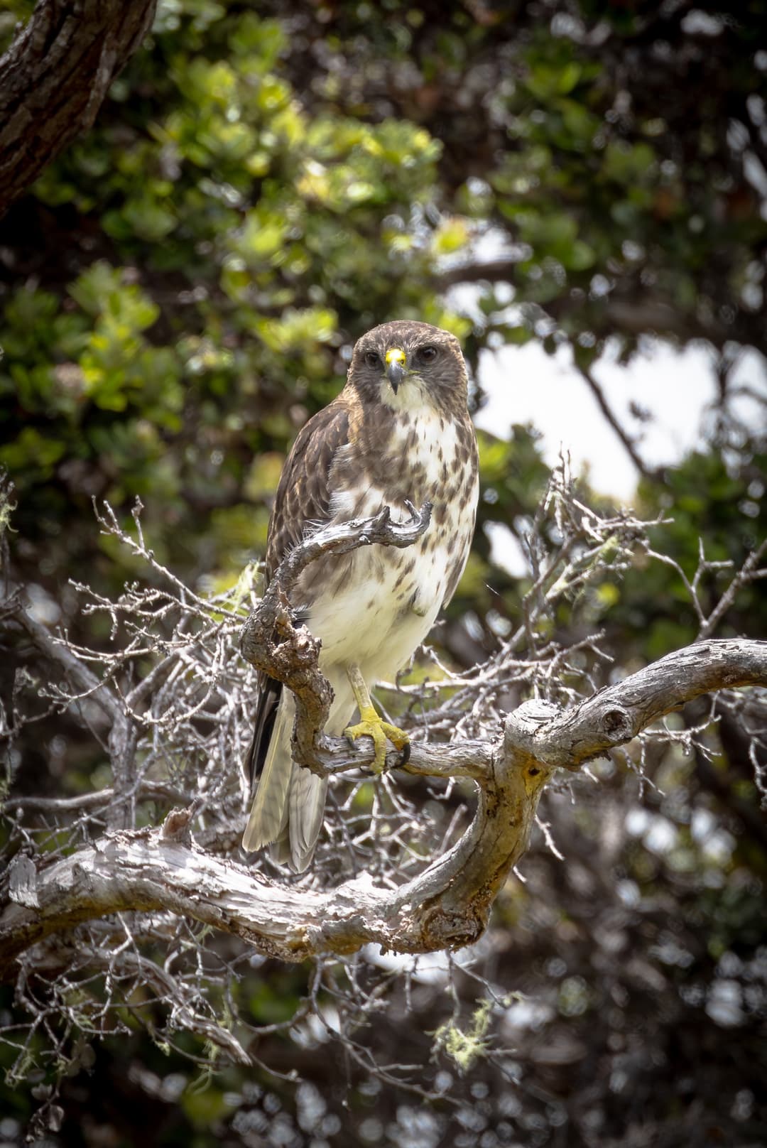 Species Info | Hawaiian Hawk (ʻIo) | He ʻIo Au
