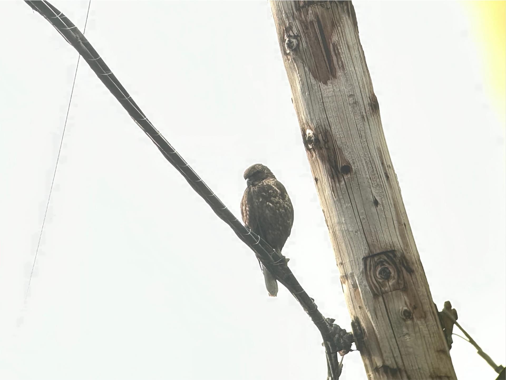 Species Info | Hawaiian Hawk (ʻIo) | He ʻIo Au