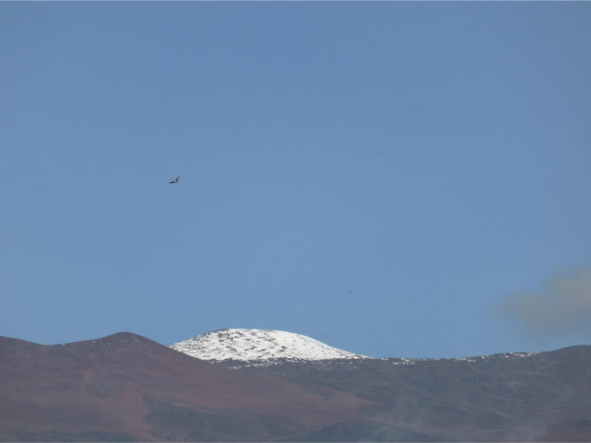 Species Info | Hawaiian Hawk (ʻIo) | He ʻIo Au