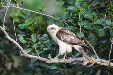 Species Info | Hawaiian Hawk (ʻIo) | He ʻIo Au